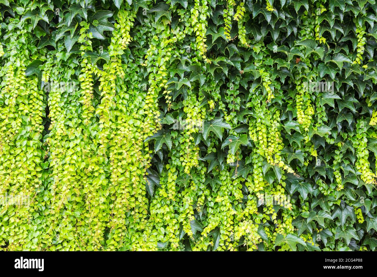Green Boston ivy Parthenocissus tricuspidata ‘Veitchii’ in summer on ...