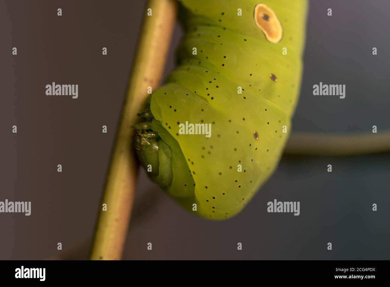 Pandorus Sphinx Moth Caterpillar eating grape vine leaves Large green ...