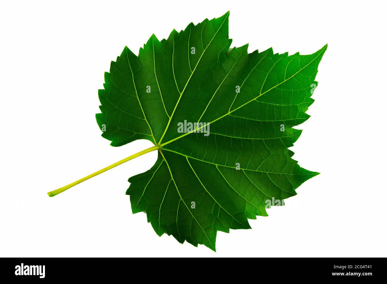 one leaf of grapes isolated on white background, the bottom side of the ...