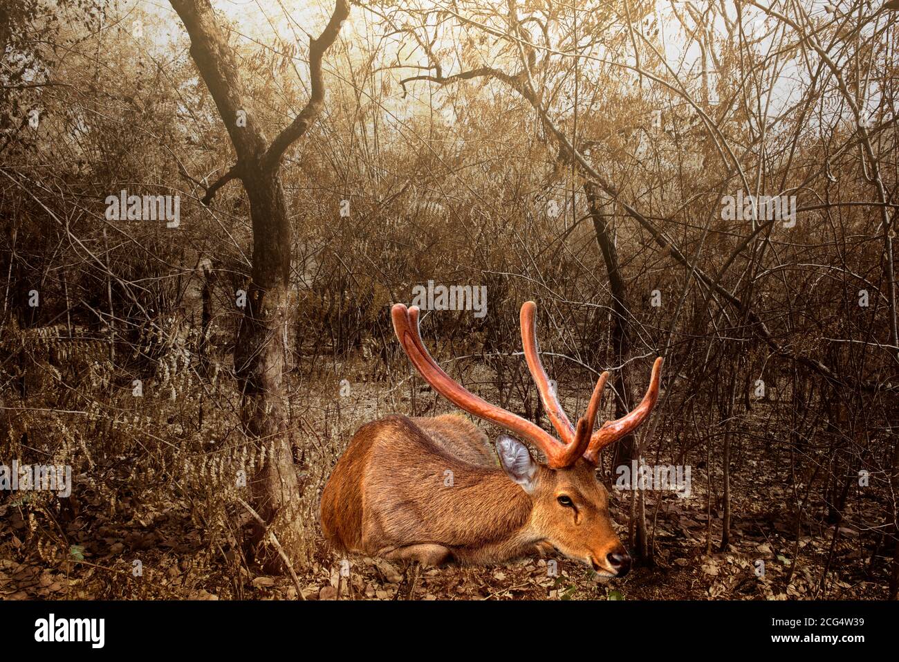 Brown deer resting in a dry, arid environment Stock Photo - Alamy