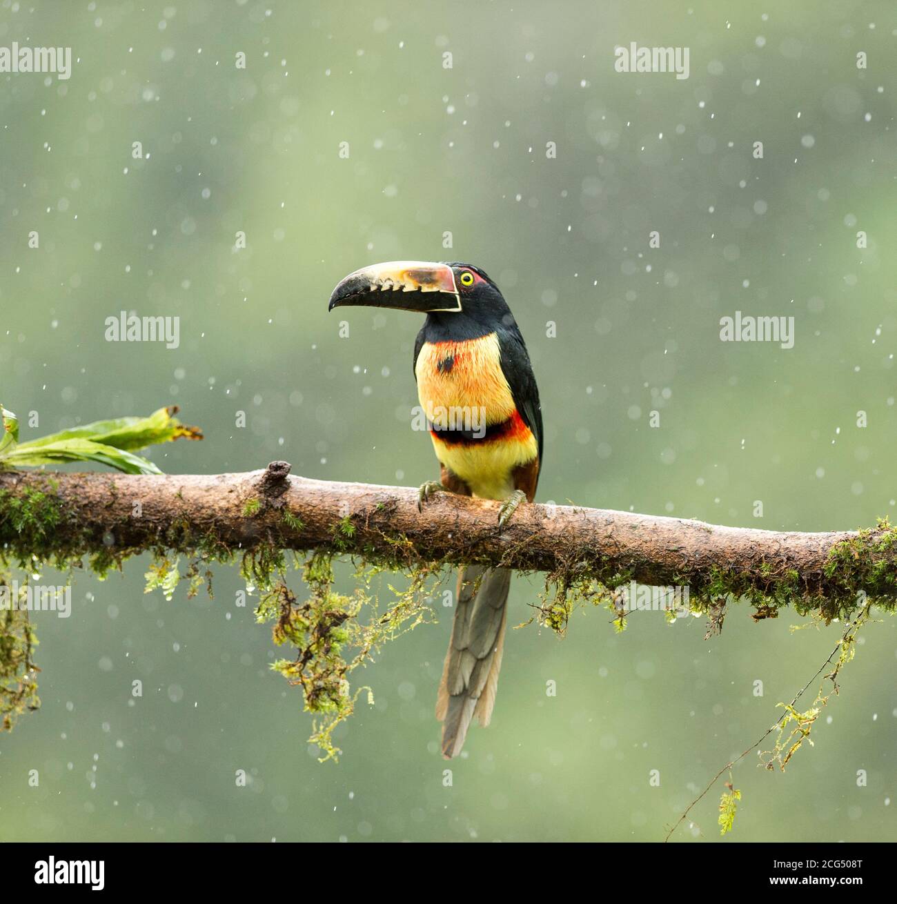 Collaraed araçari (collared aracari) - Costa Rica Stock Photo - Alamy