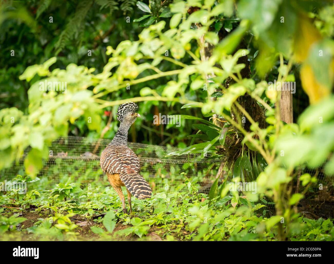 Female great curassow - Costa Rica Stock Photo - Alamy