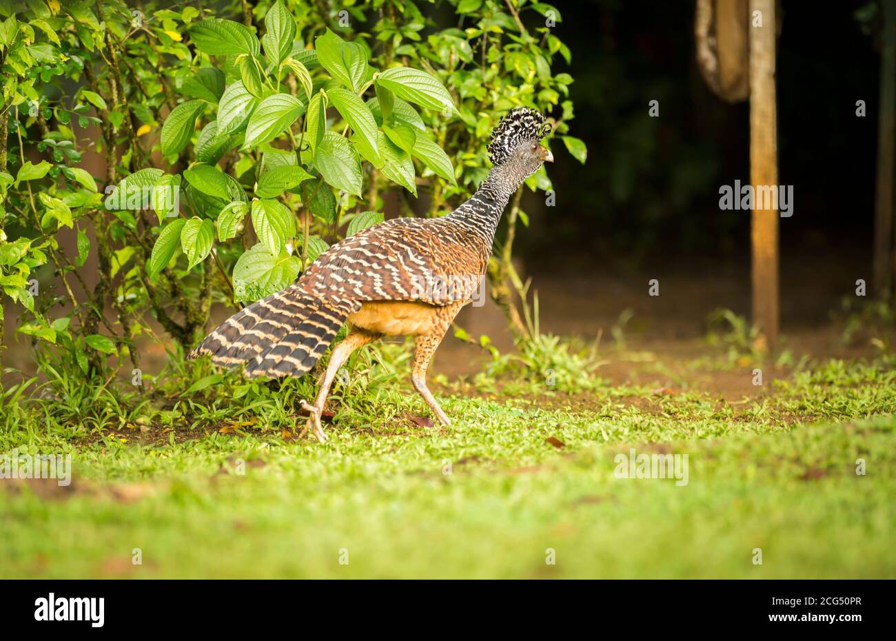 Female great curassow - Costa Rica Stock Photo - Alamy