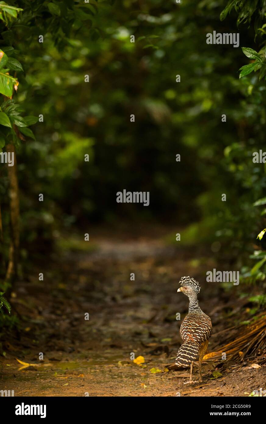 Female great curassow - Costa Rica Stock Photo - Alamy