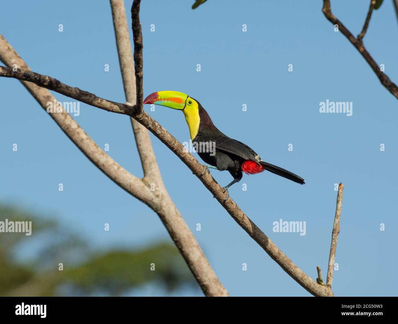 Keel-billed toucan - Costa Rica Stock Photo - Alamy