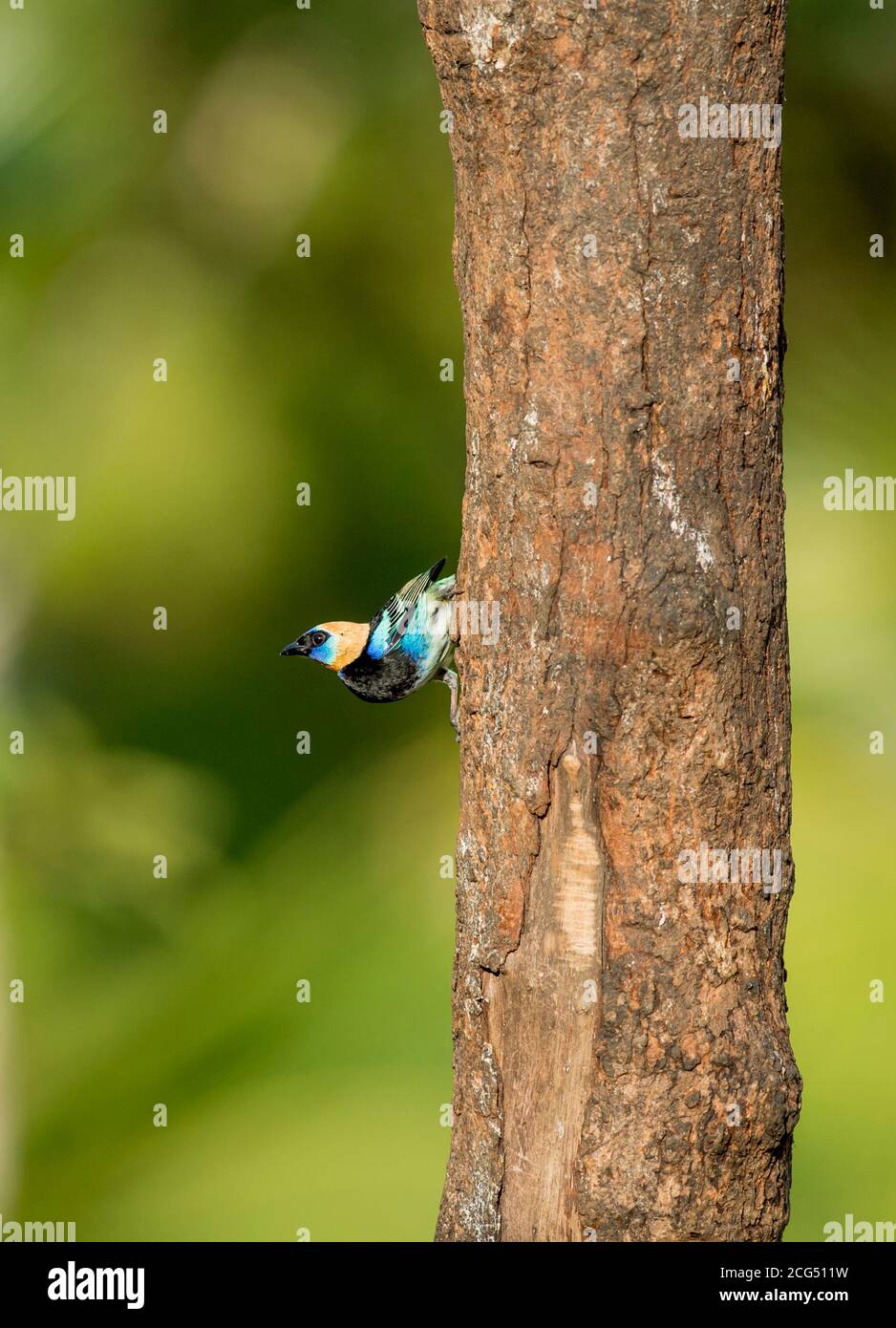 Golden hooded tanager - Costa Rica Stock Photo - Alamy