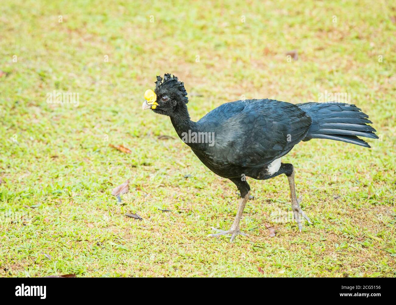 Curassow costa rica hi-res stock photography and images - Alamy