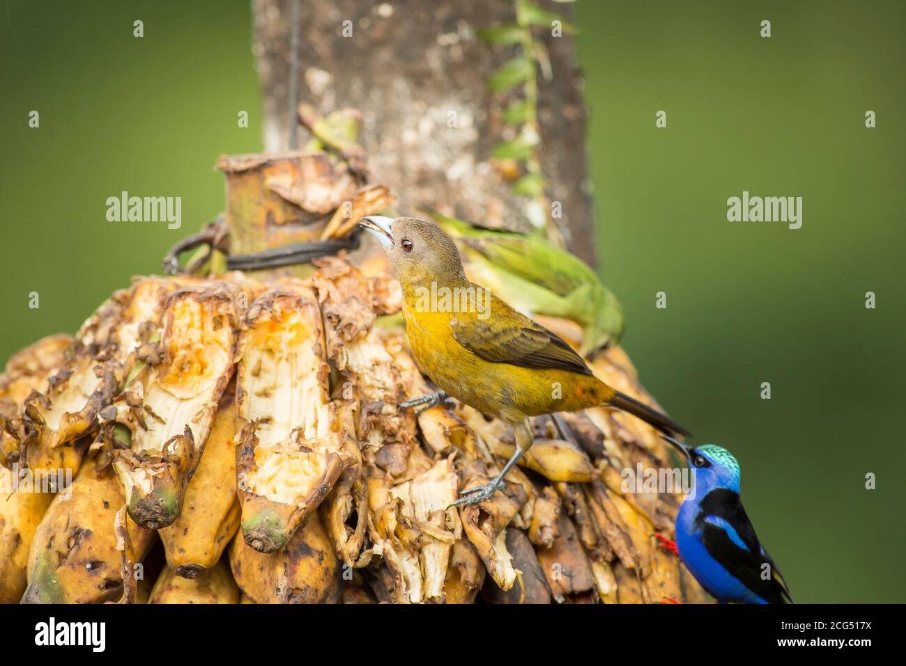 Multi legged animals hi-res stock photography and images - Alamy