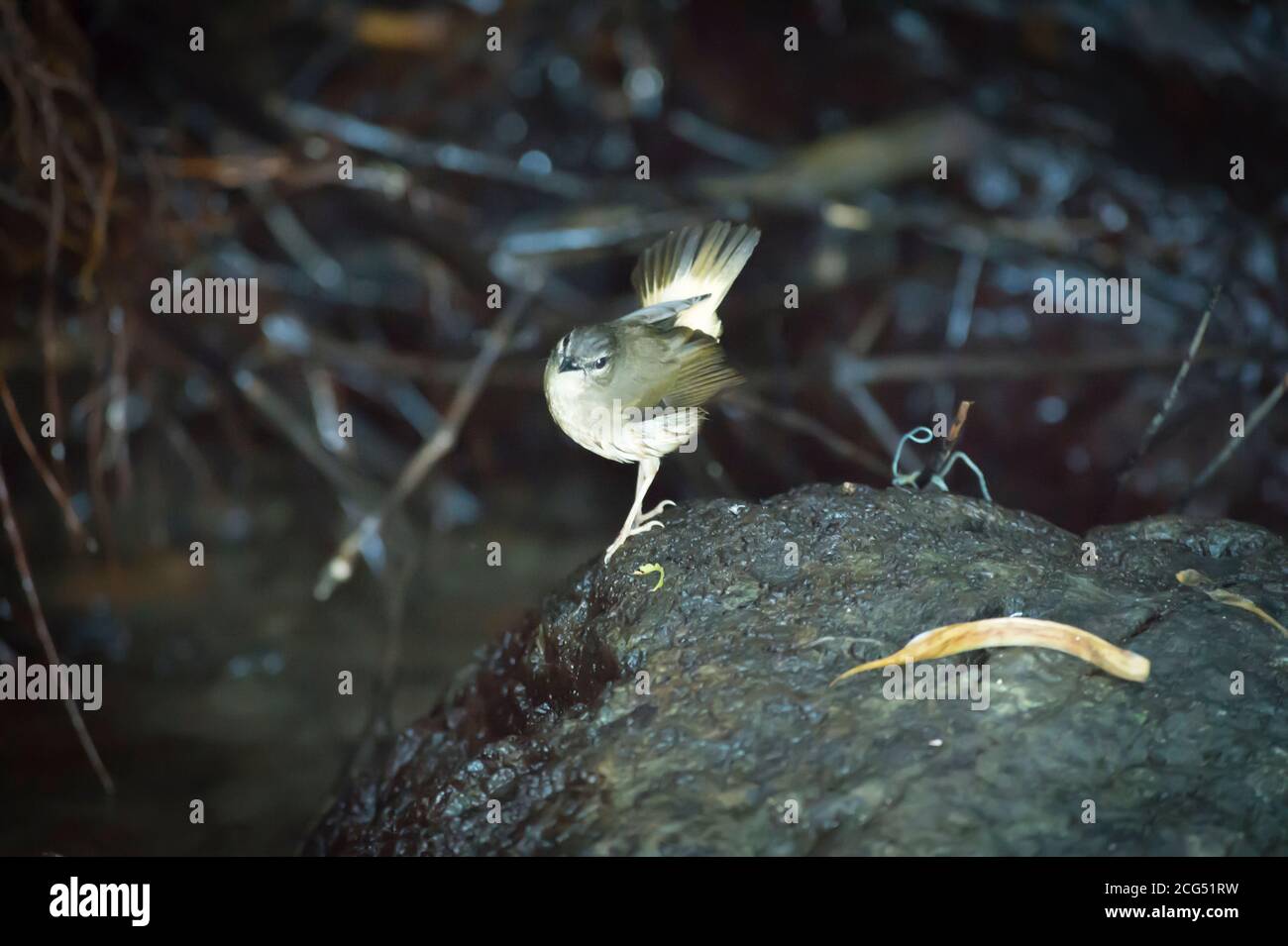Buff-rumped warbler in dark forest next to beach - Corcovado National ...