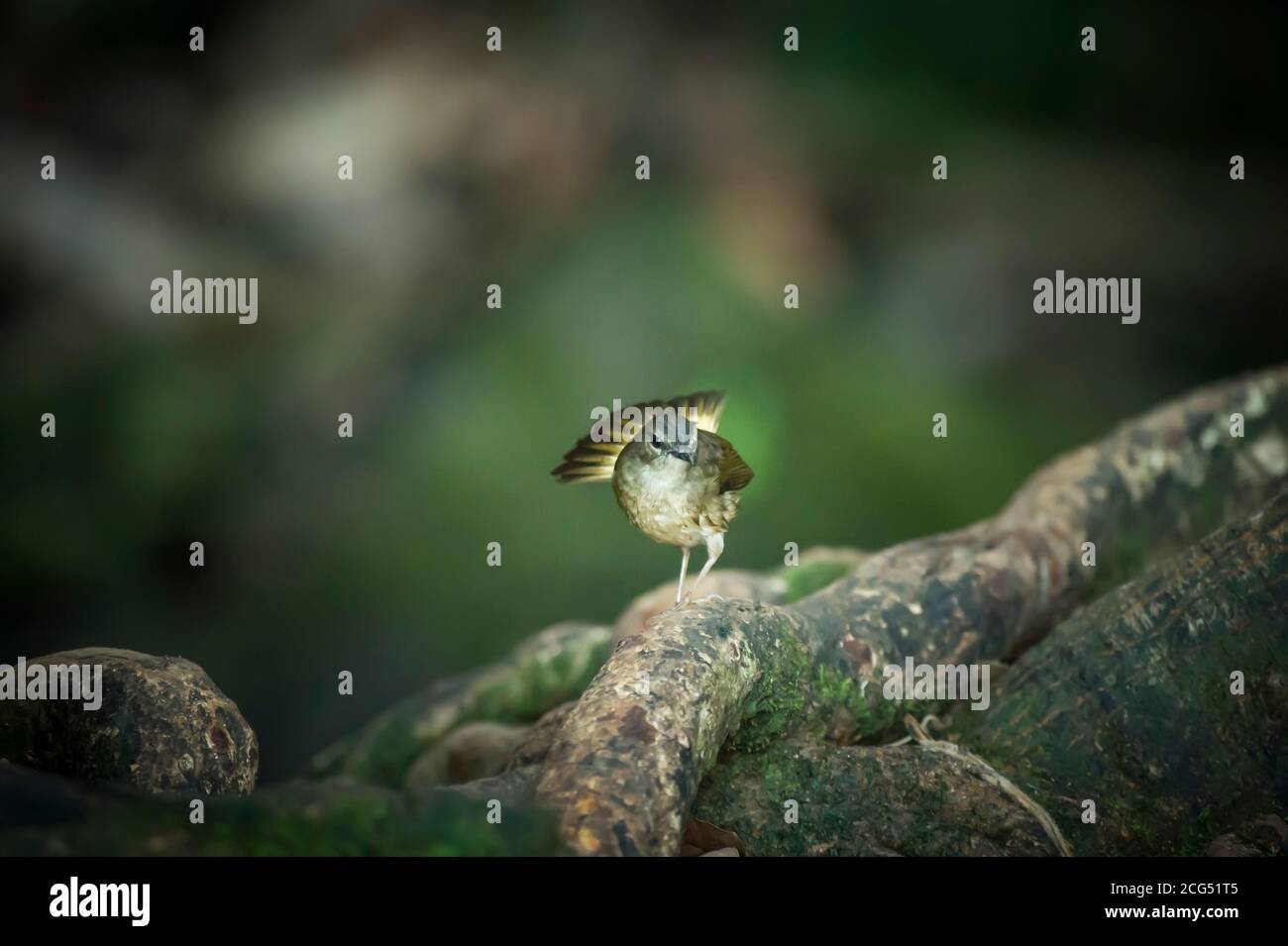 Buff-rumped warbler in dark forest next to beach - Corcovado National ...