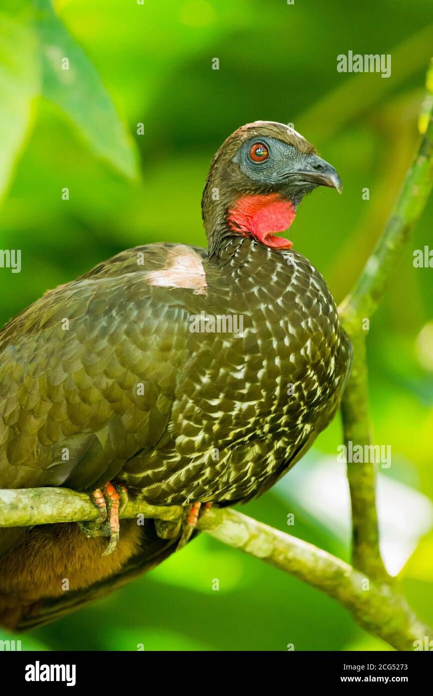 Crested Guan