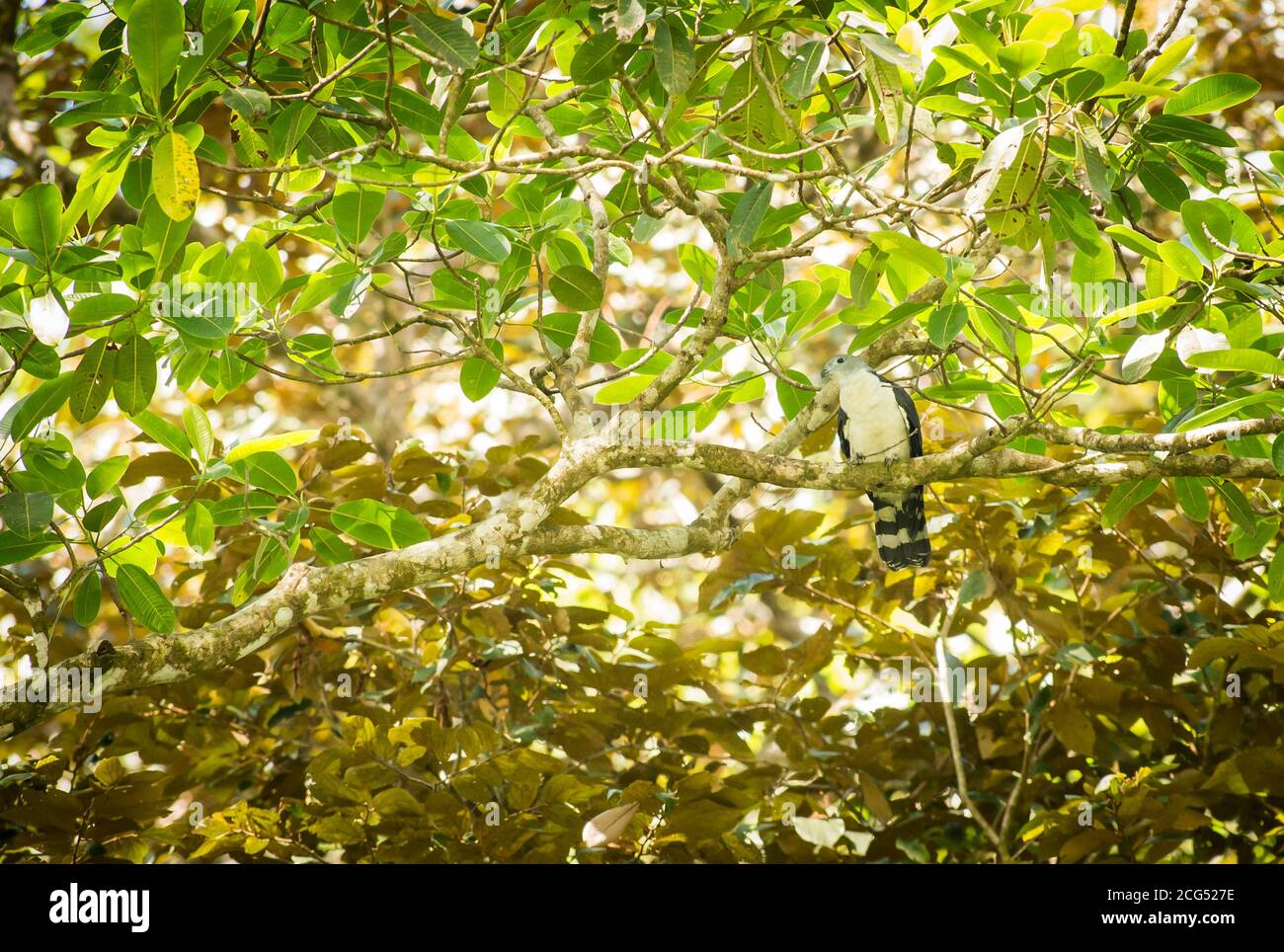 Grey kite hi-res stock photography and images - Alamy