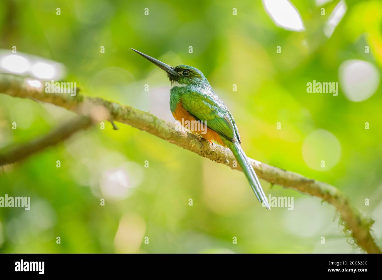 Green tailed jacamar hi-res stock photography and images - Alamy
