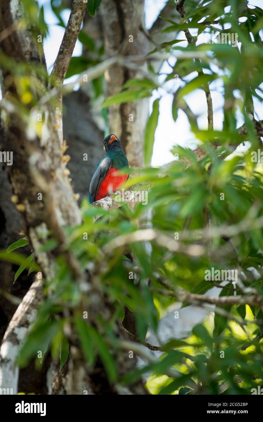 Slaty-tailed trogon male at nest - Corcovado National Park - Costa Rica ...