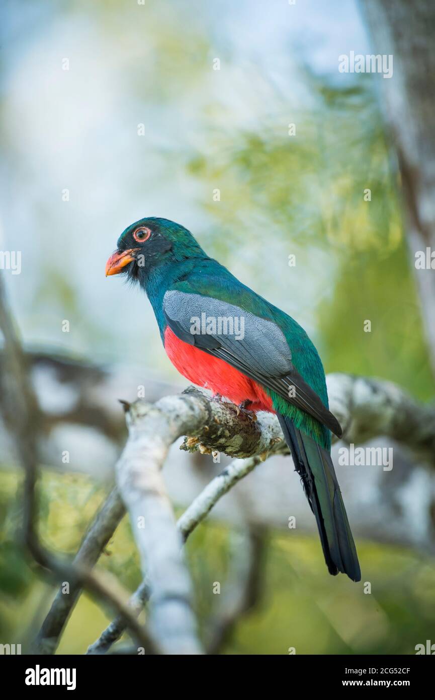 Slaty-tailed trogon male - Corcovado National Park - Costa Rica Stock ...