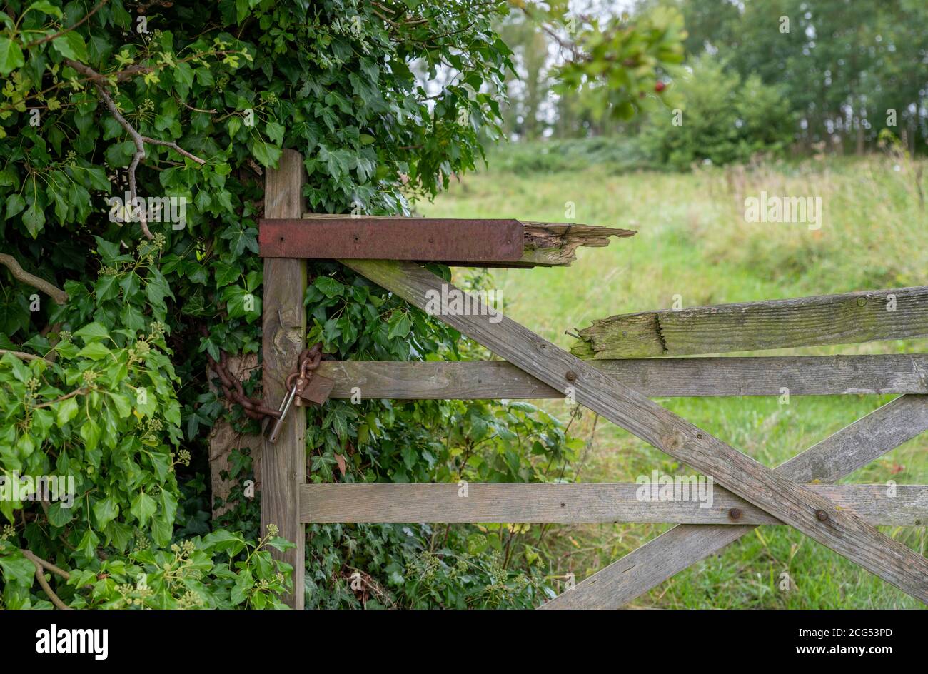 Wooden gate with a broken slat secured with rusty padlock and chain ...