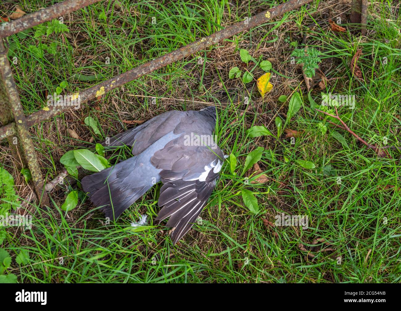 A grey Pigeon lying on a grass verge at the side of a road below a ...