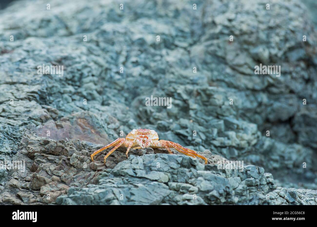 Dead crab skeleton - Costa Rica Stock Photo - Alamy