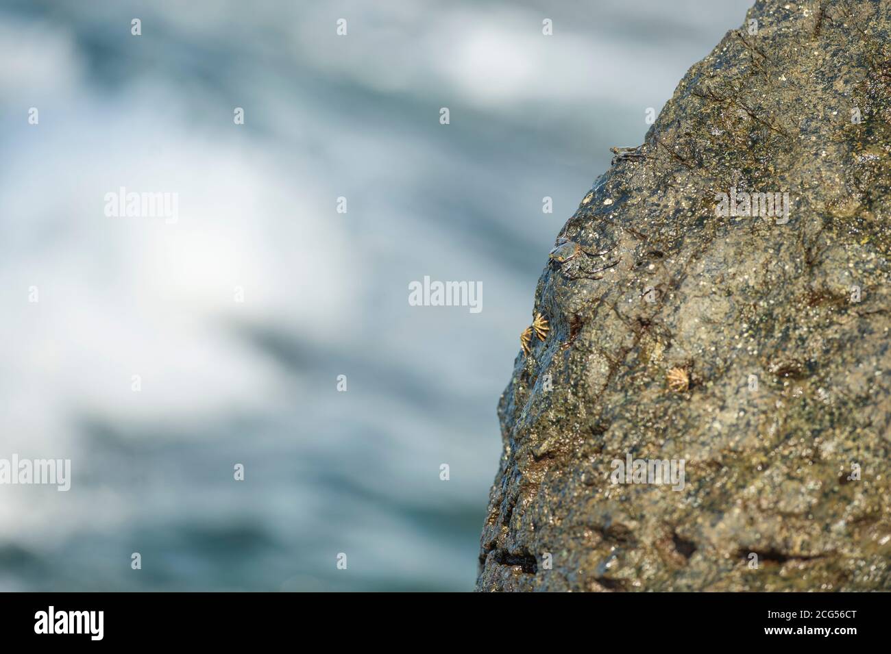 Clinging to rock hi-res stock photography and images - Alamy