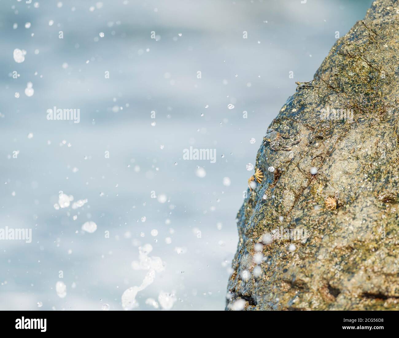 Crabs clinging onto rock - Costa Rica Stock Photo - Alamy