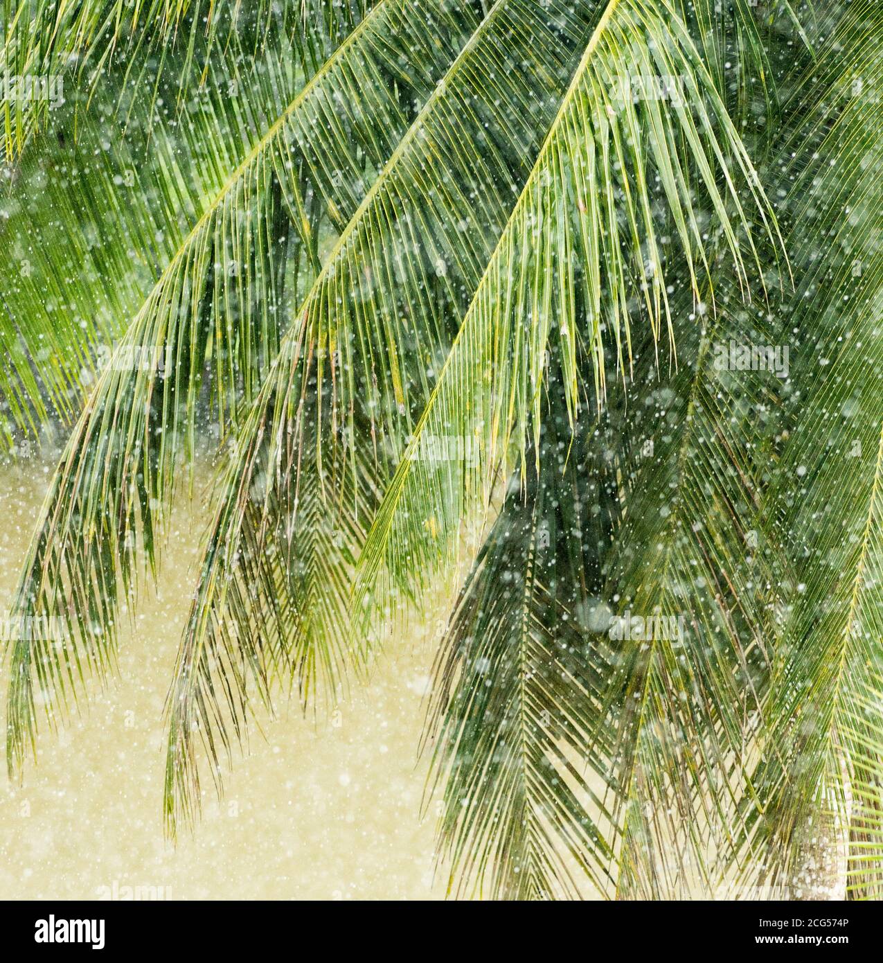 Tropical rainforest raining animals hi-res stock photography and images ...