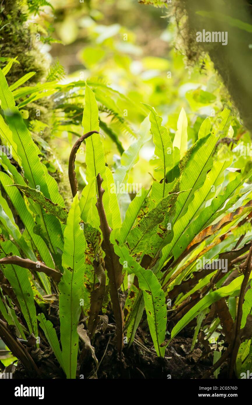 Rainforest ferns - Costa Rica Stock Photo - Alamy