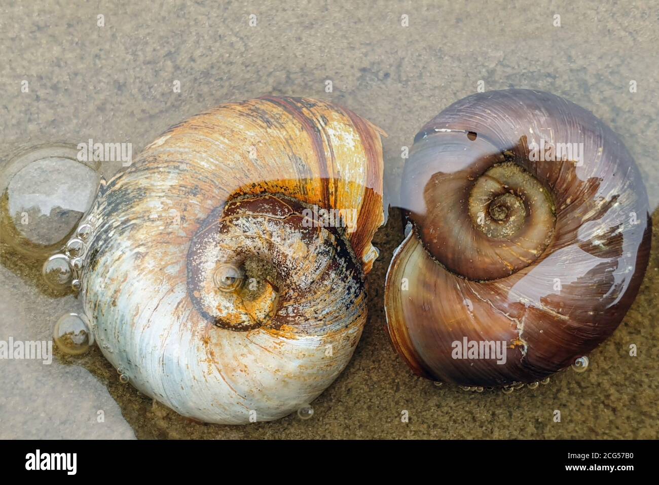Two river shells, water snails on the sand among air bubbles Stock ...