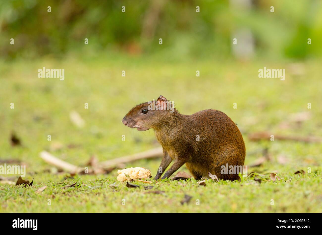 Central American agouti - Costa Rica Stock Photo - Alamy