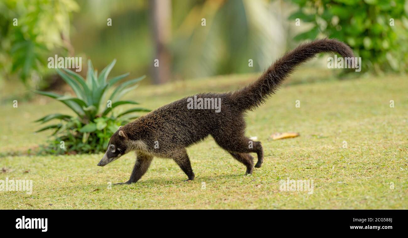 White-nosed coati - Costa Rica Stock Photo - Alamy