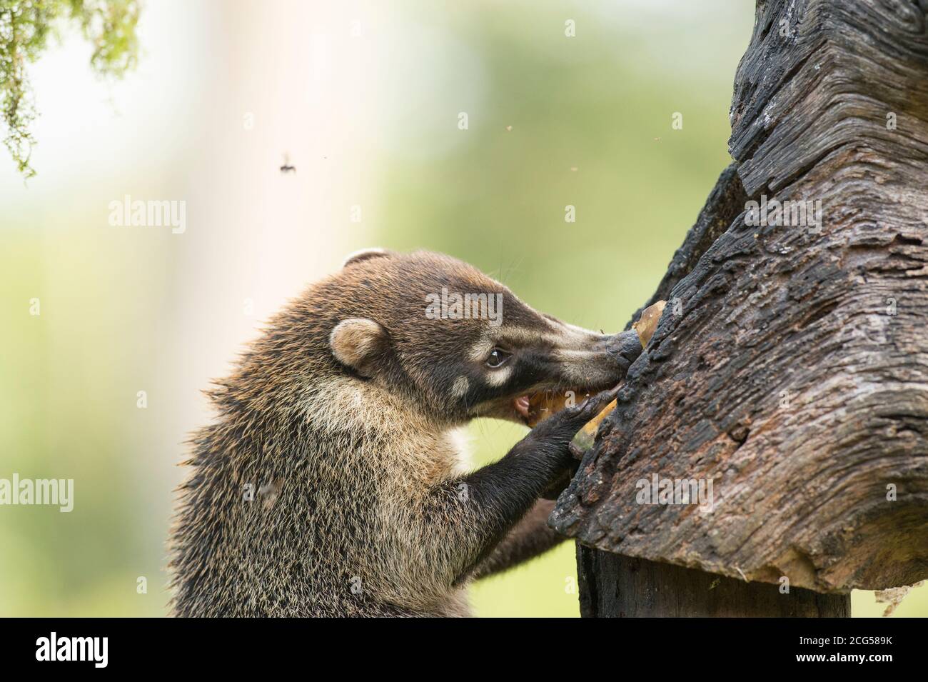White-nosed coati - Costa Rica Stock Photo - Alamy