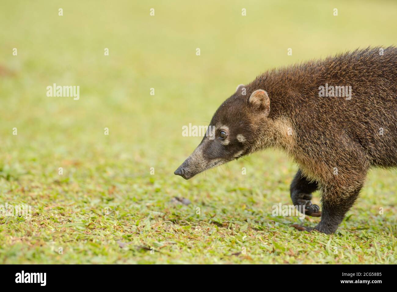 White-nosed coati - Costa Rica Stock Photo - Alamy