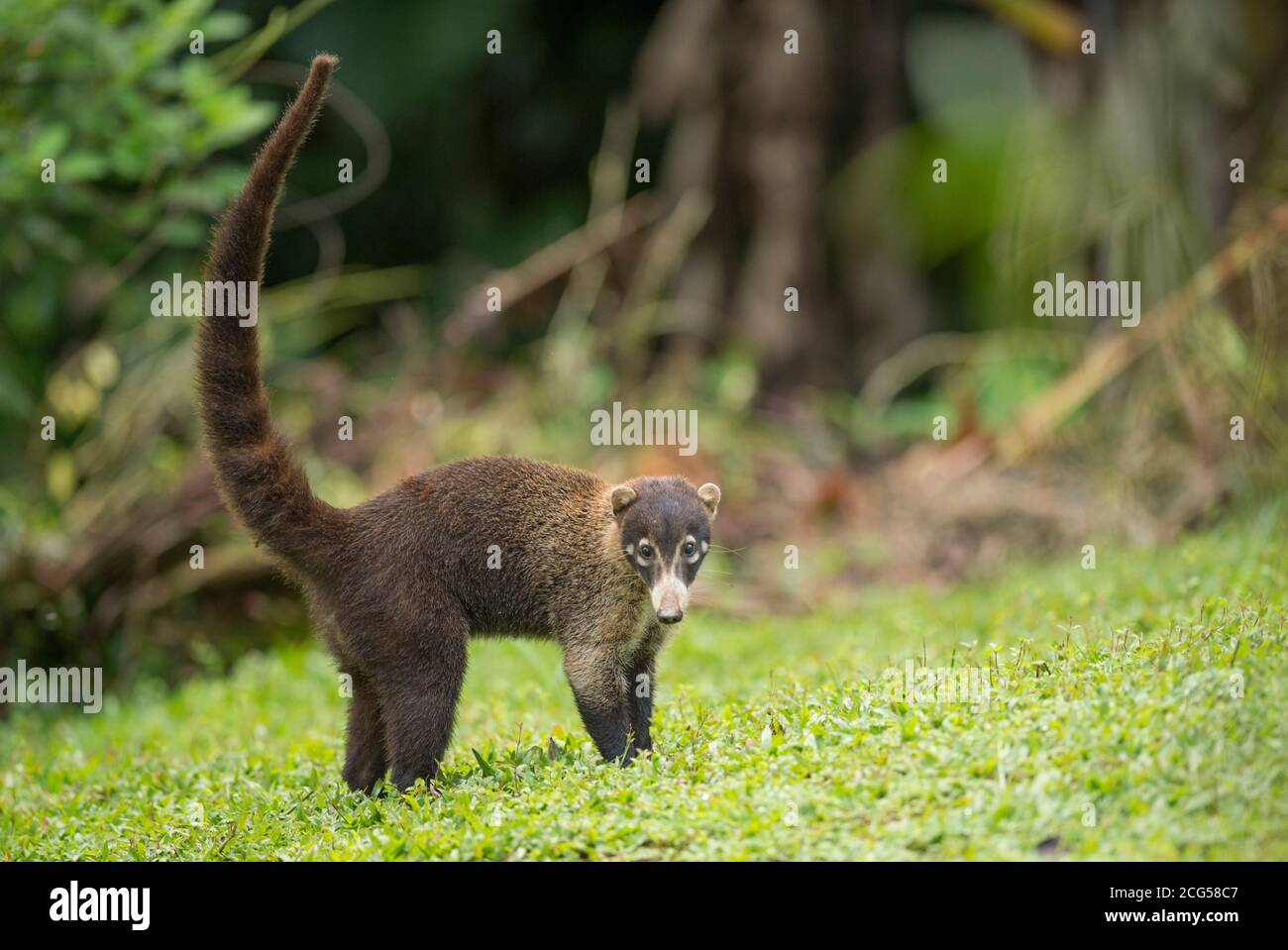 White-nosed coati - Costa Rica Stock Photo - Alamy