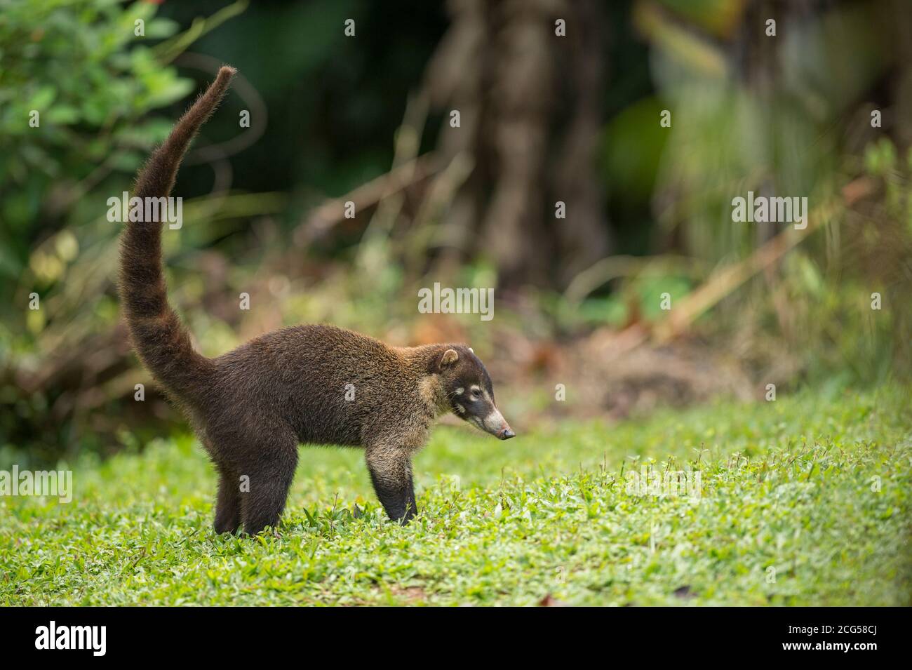 White-nosed coati - Costa Rica Stock Photo - Alamy