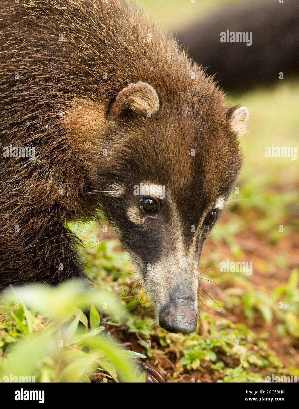 White-nosed coati - Costa Rica Stock Photo - Alamy