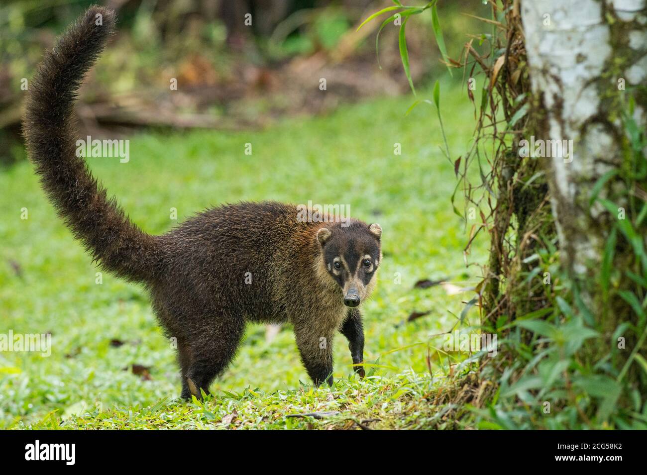 White-nosed coati - Costa Rica Stock Photo - Alamy