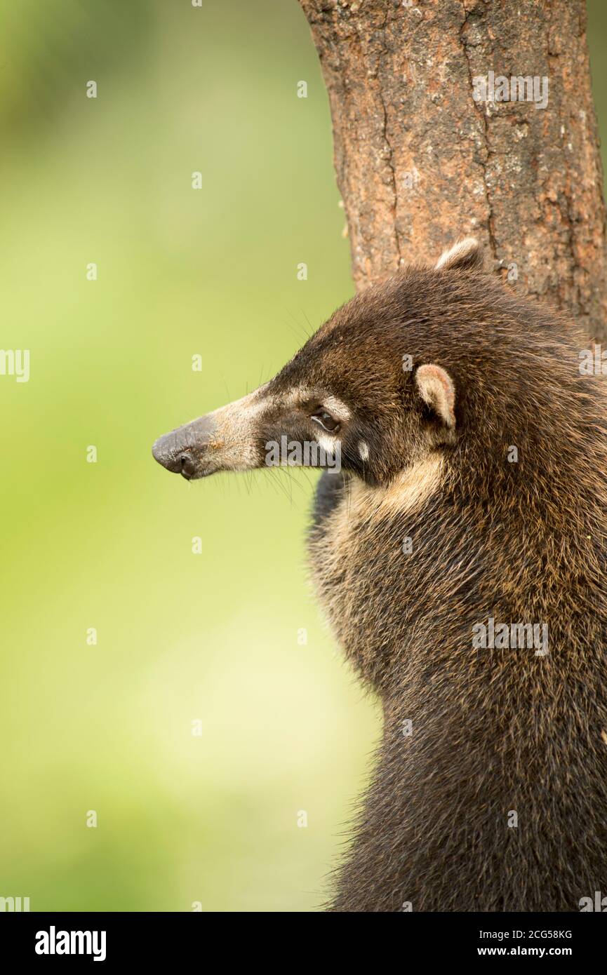 White-nosed coati - Costa Rica Stock Photo - Alamy