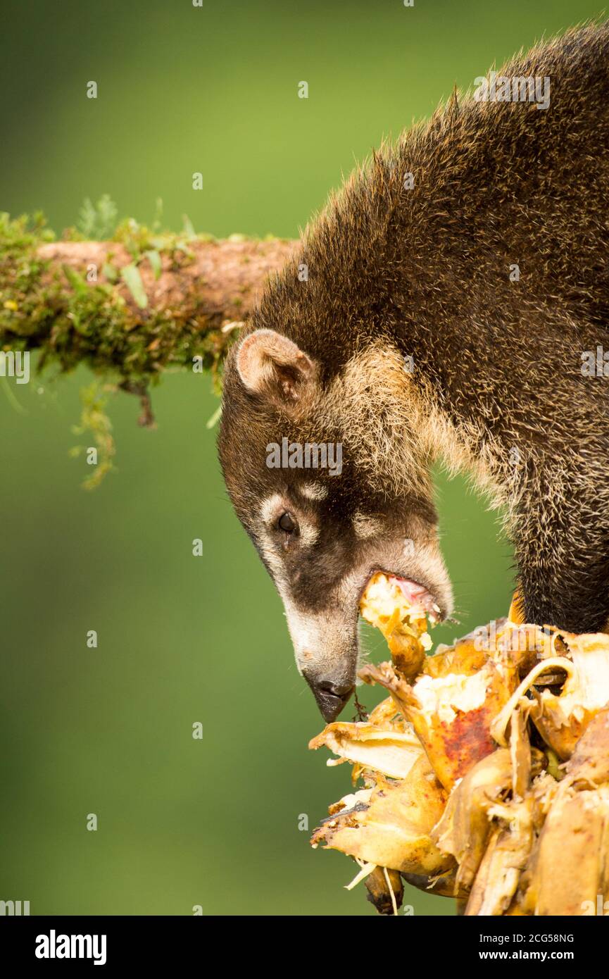 White-nosed coati - Costa Rica Stock Photo - Alamy