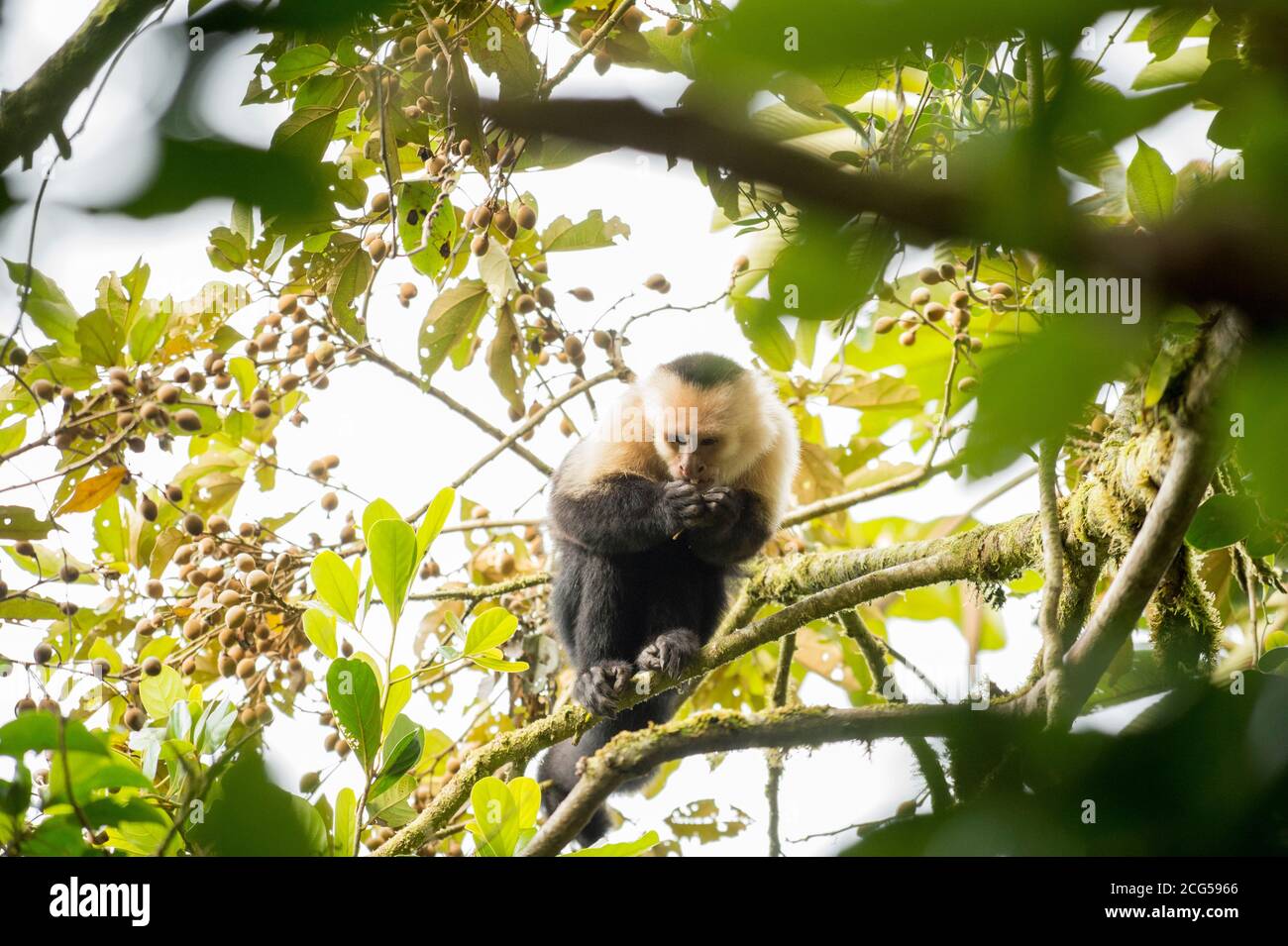 White-faced capuchin eating fruit - Costa Rica Stock Photo - Alamy