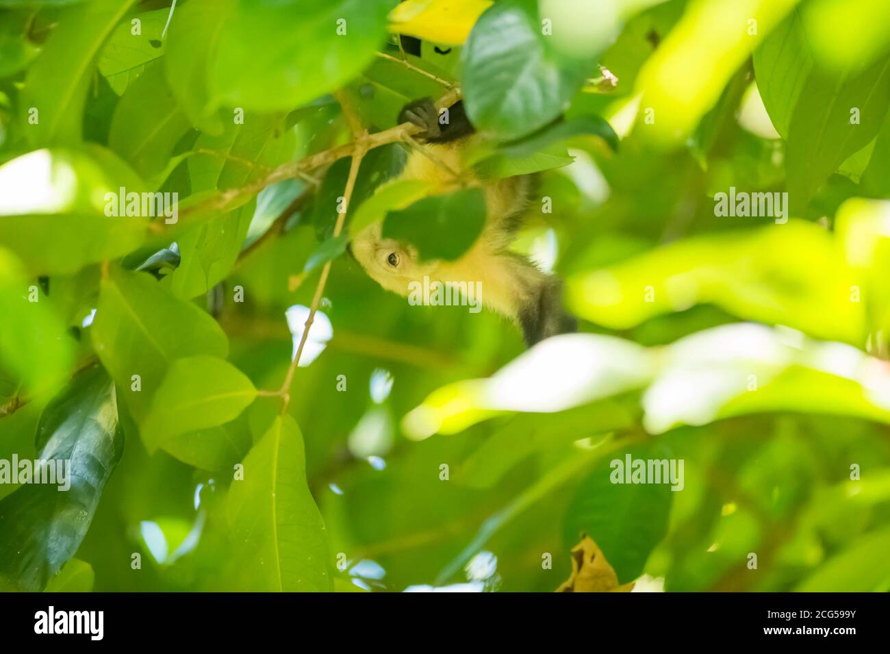 White-faced capuchin - Costa Rica Stock Photo - Alamy