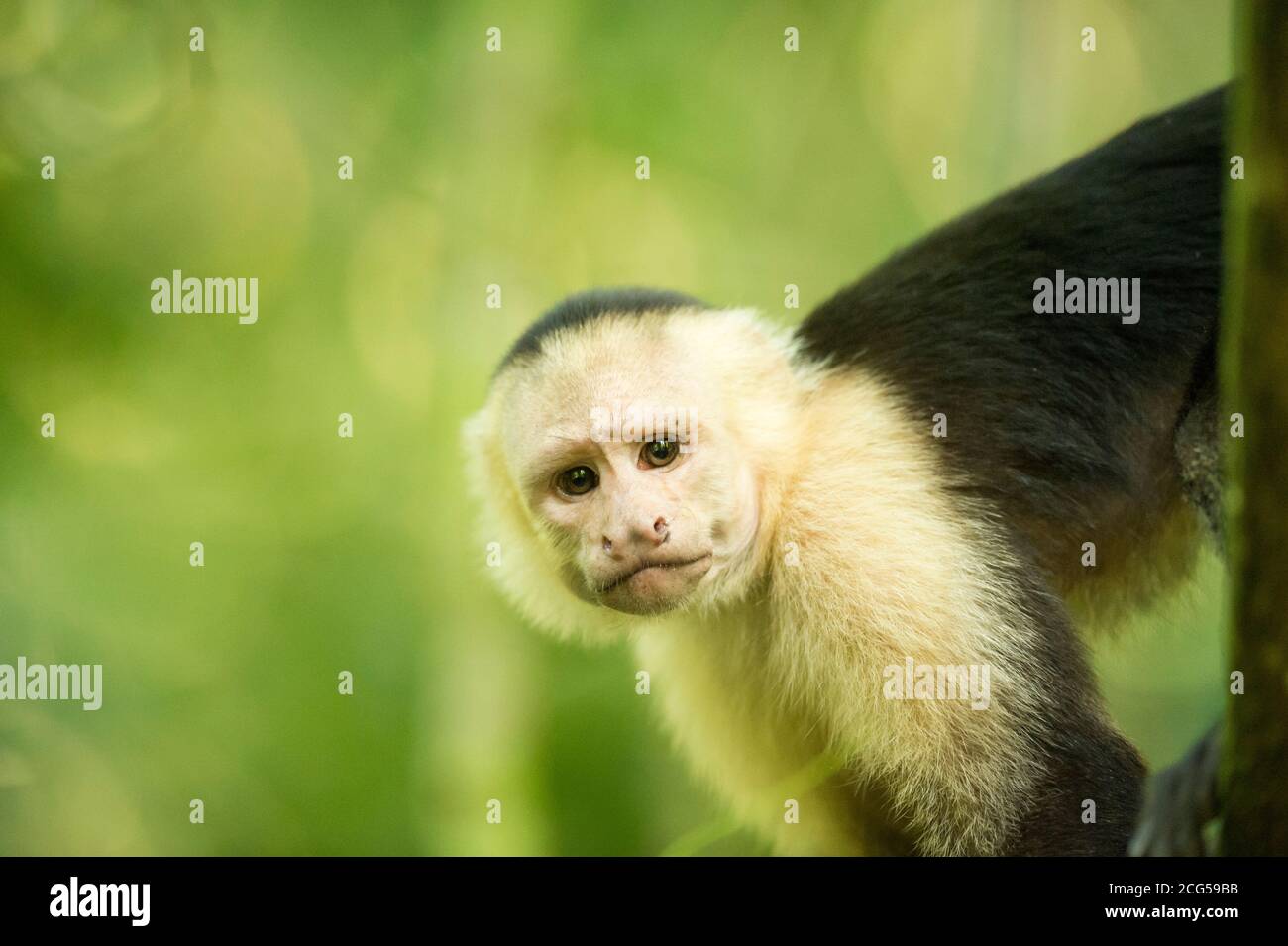 Corcovado capuchin hi-res stock photography and images - Alamy
