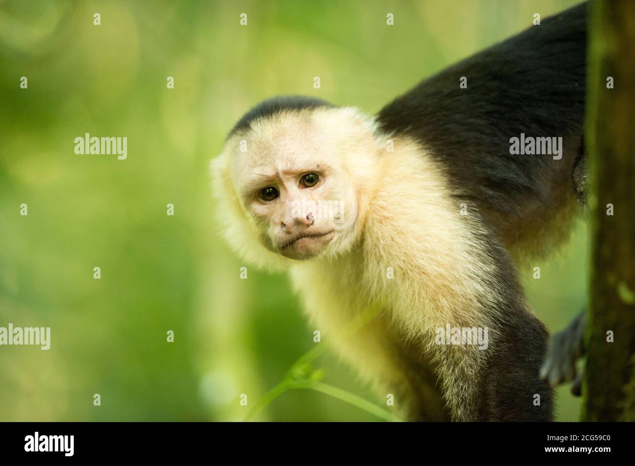 White-faced capuchin - Costa Rica Stock Photo - Alamy