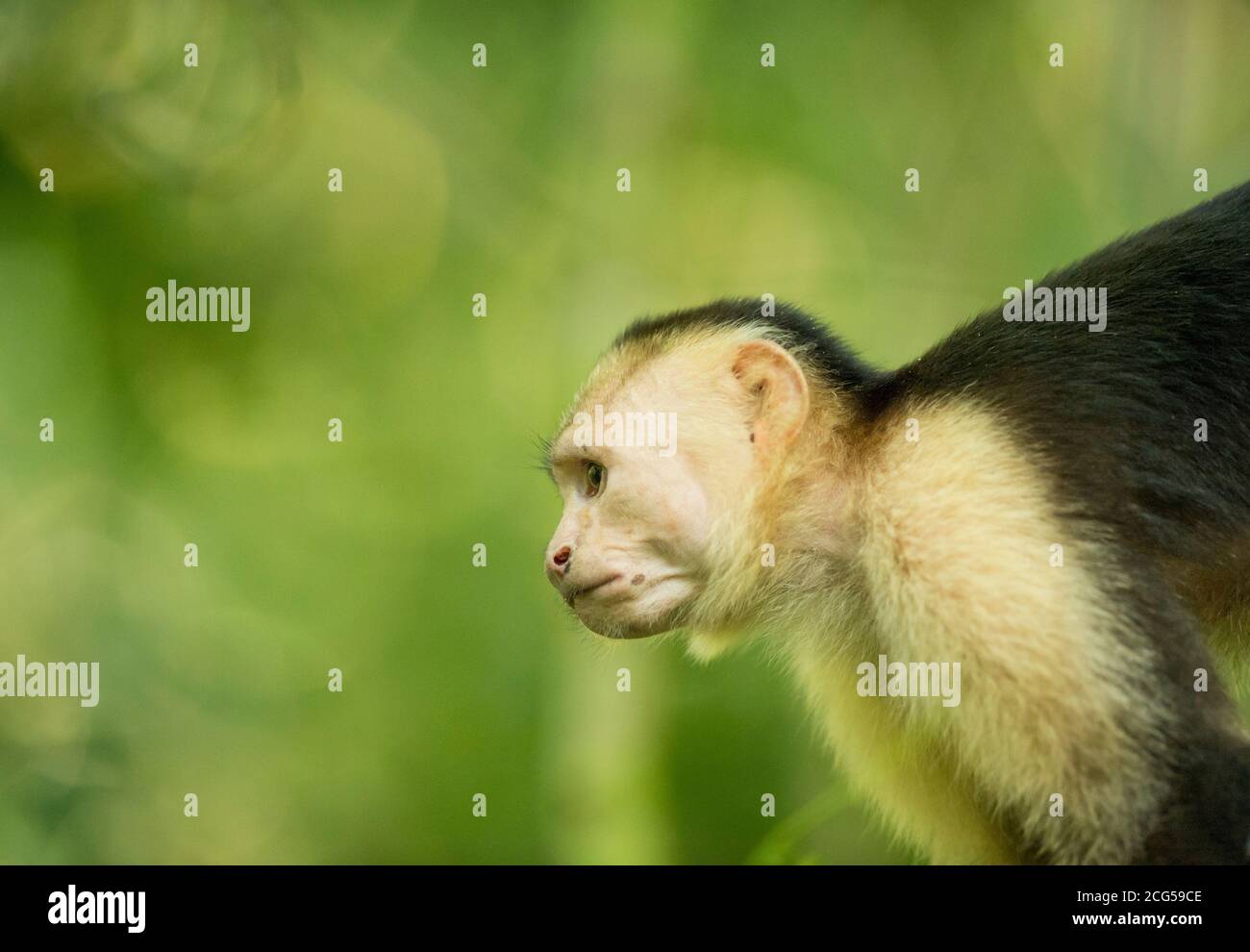 White-faced capuchin - Costa Rica Stock Photo - Alamy