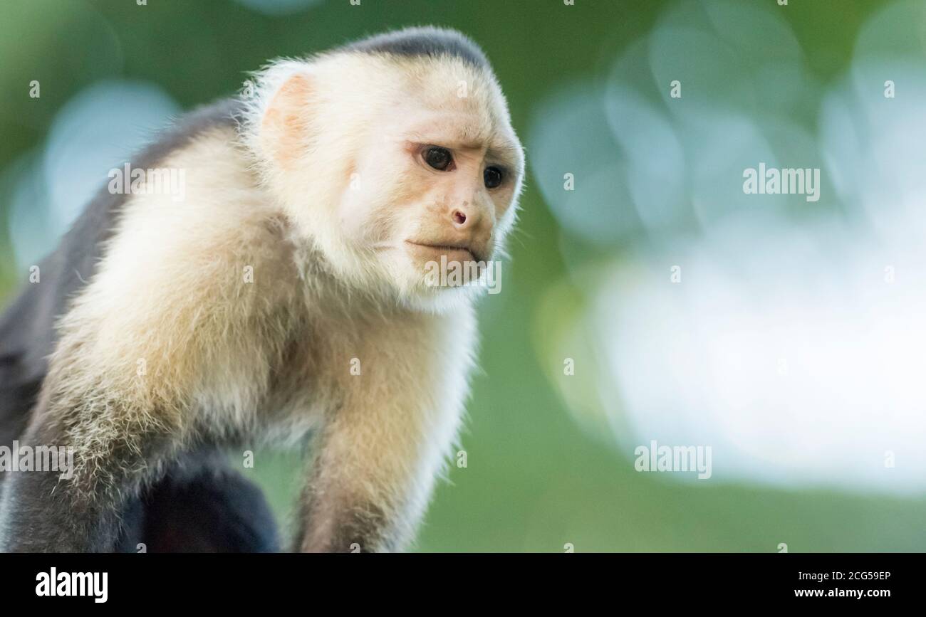 White-faced capuchin - Costa Rica Stock Photo - Alamy