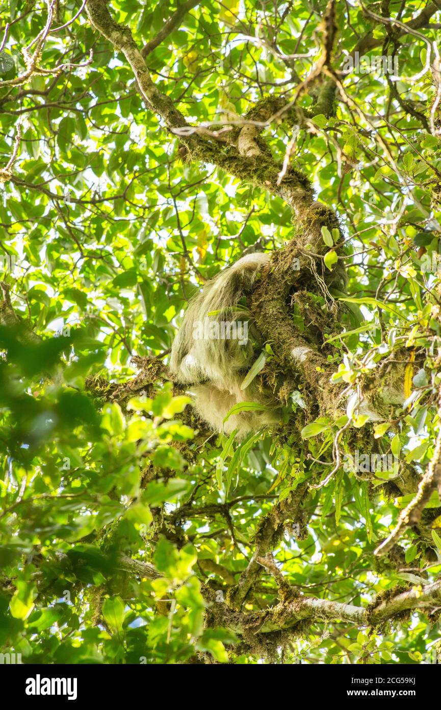 Two-toed sloth - Costa Rica Stock Photo - Alamy
