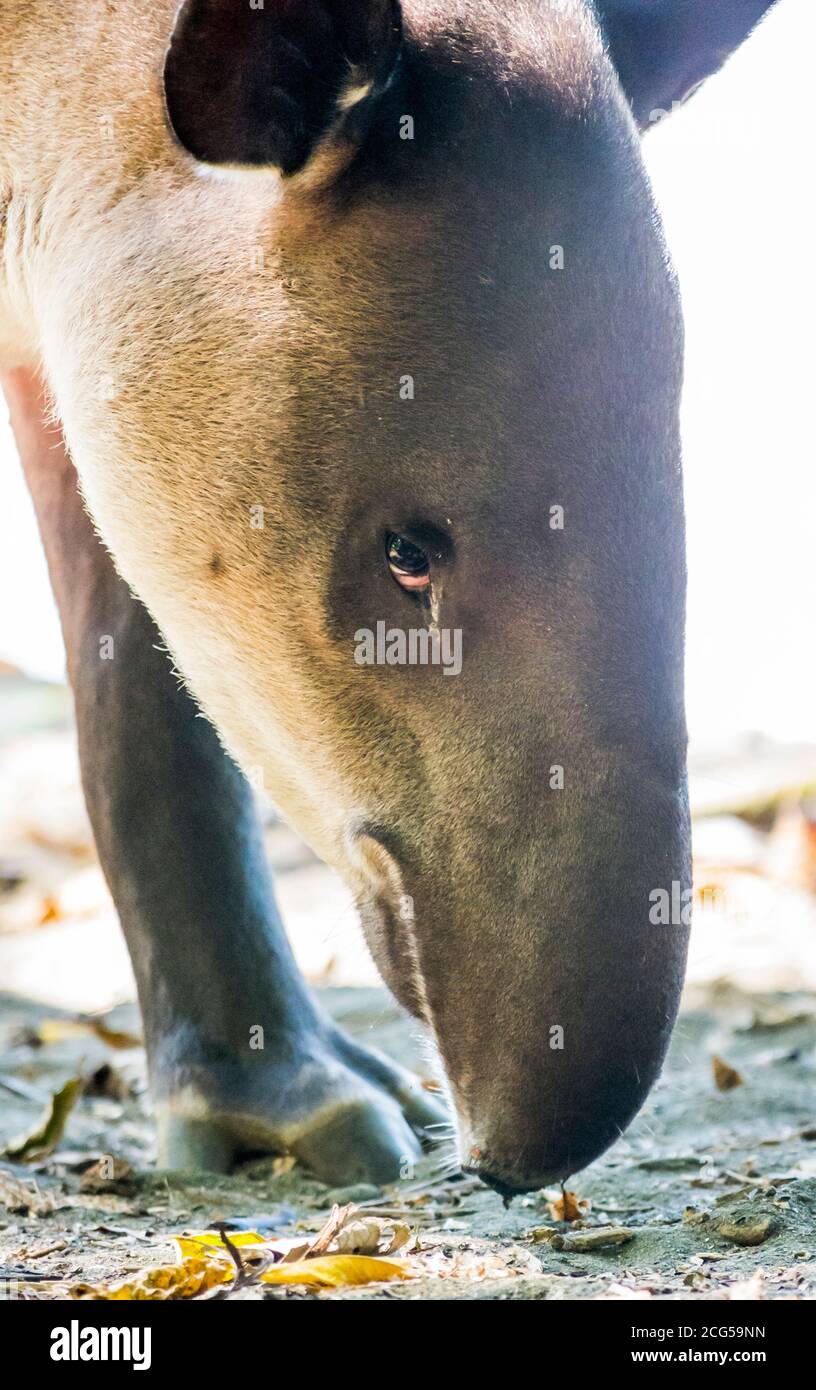 Baird's tapir - Costa Rica Stock Photo - Alamy