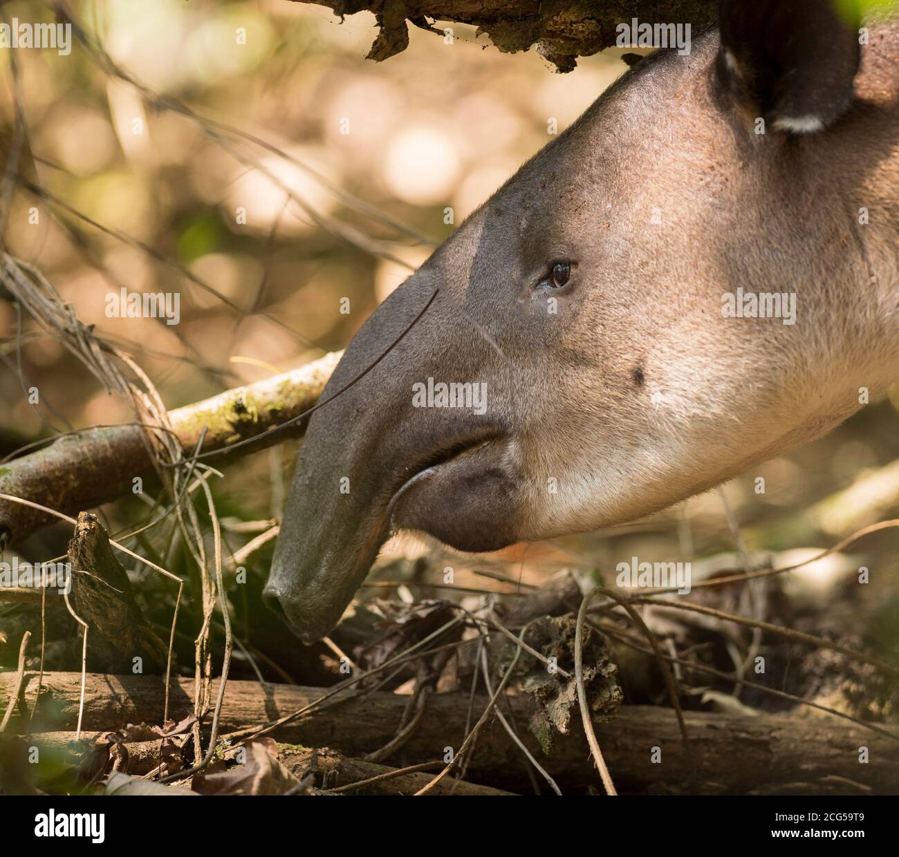 Baird's tapir - Costa Rica Stock Photo - Alamy