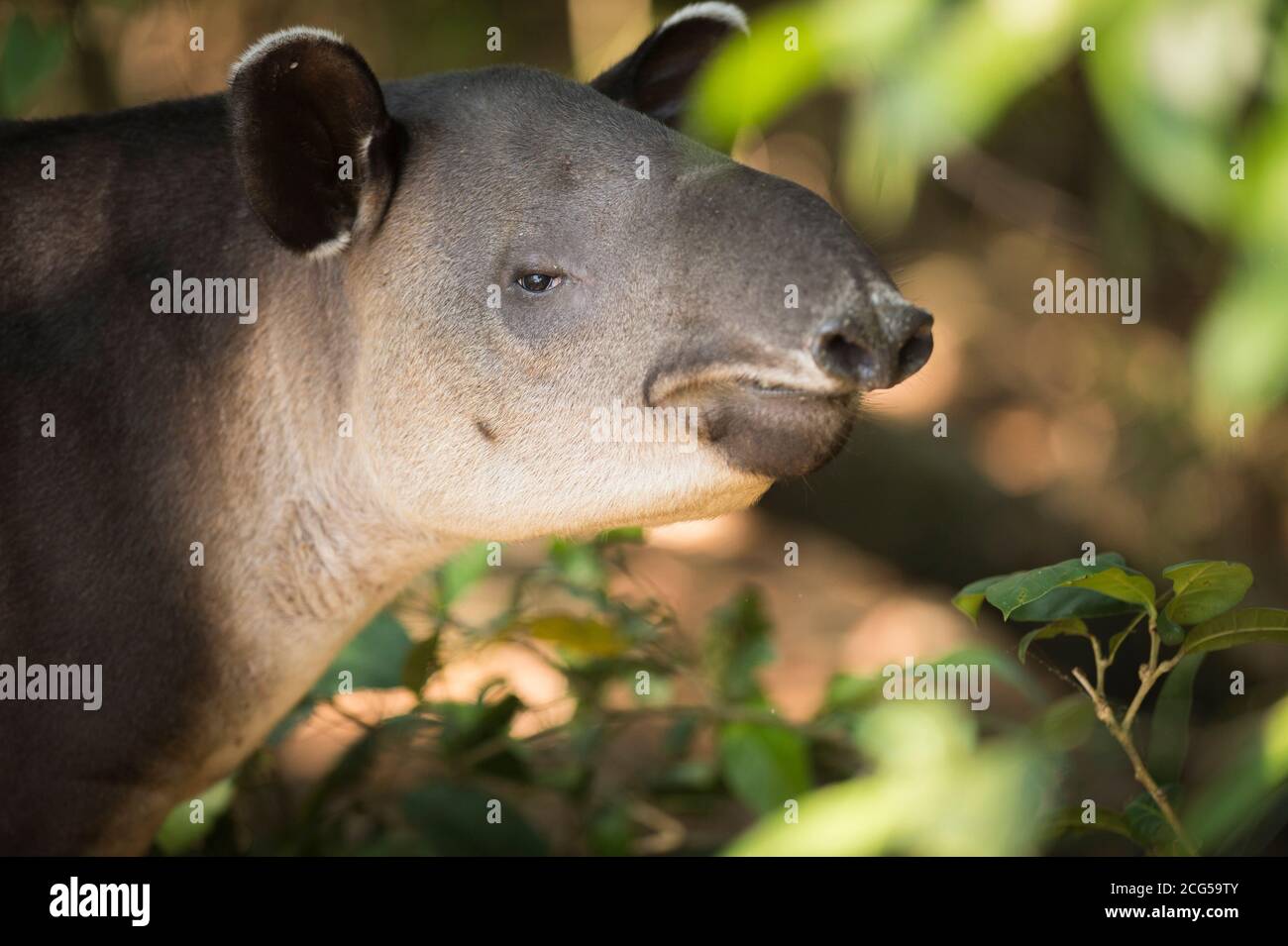 Baird's tapir - Costa Rica Stock Photo - Alamy