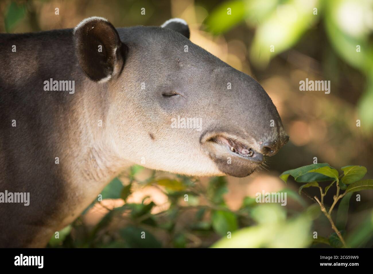 Bairds tapir head hi-res stock photography and images - Alamy