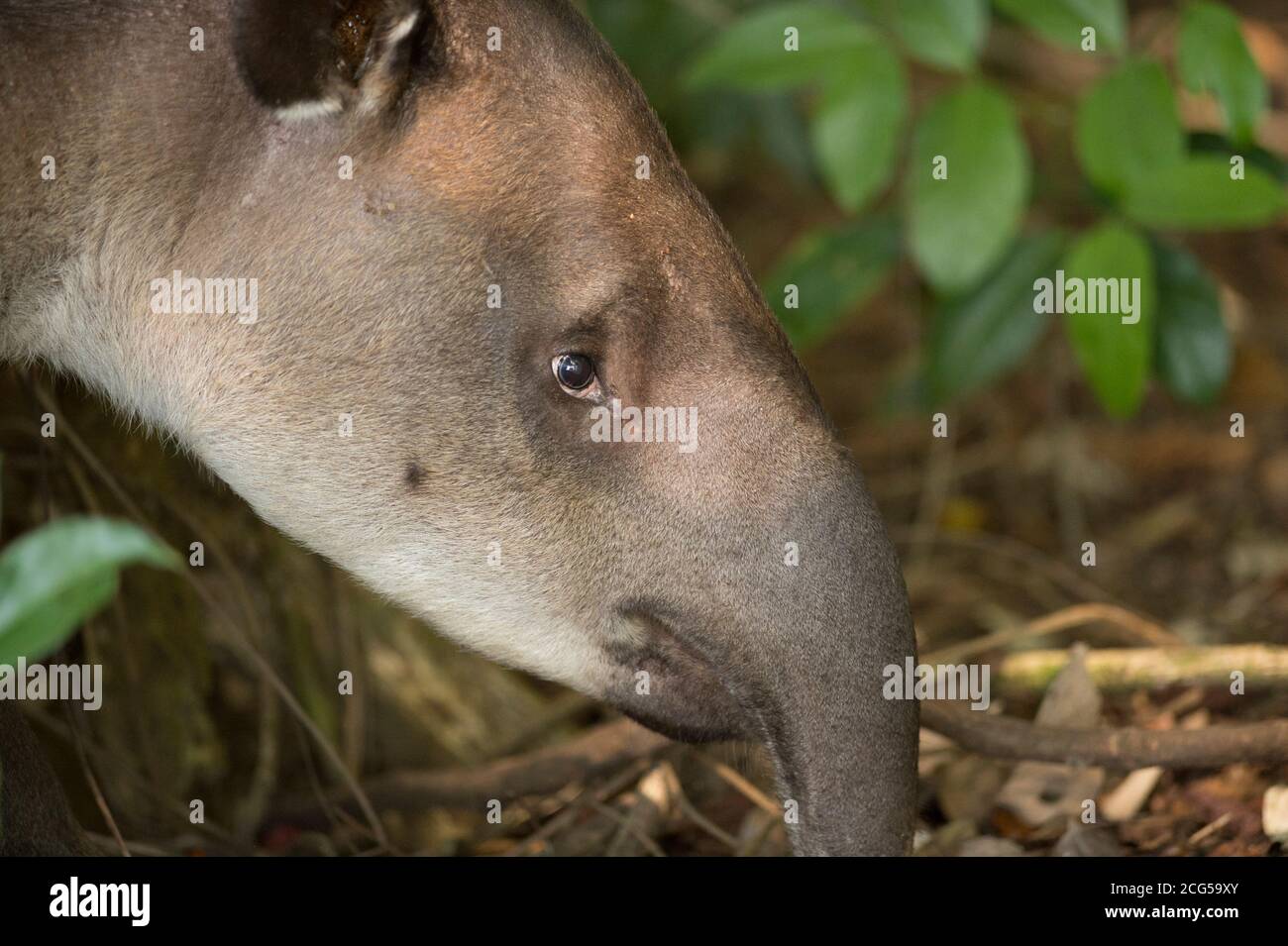 Baird's tapir - Costa Rica Stock Photo - Alamy