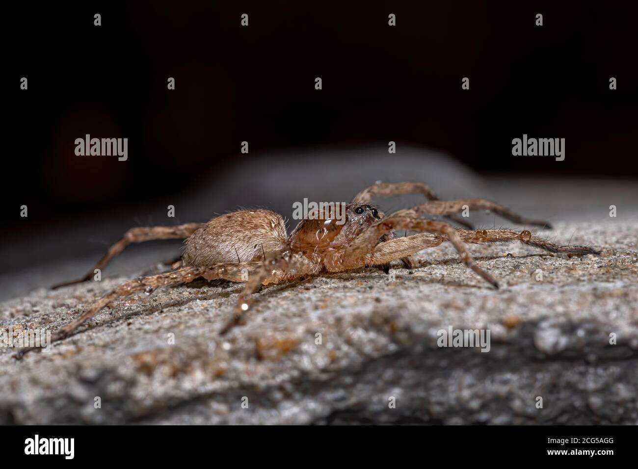 Wolf Spider of the Family Lycosidae Stock Photo - Alamy